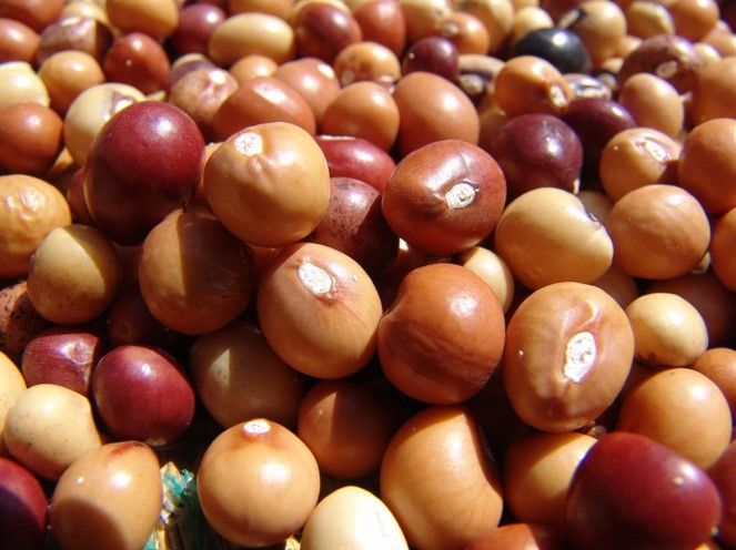 MbeuGenes | Our Seed Grows Your Money